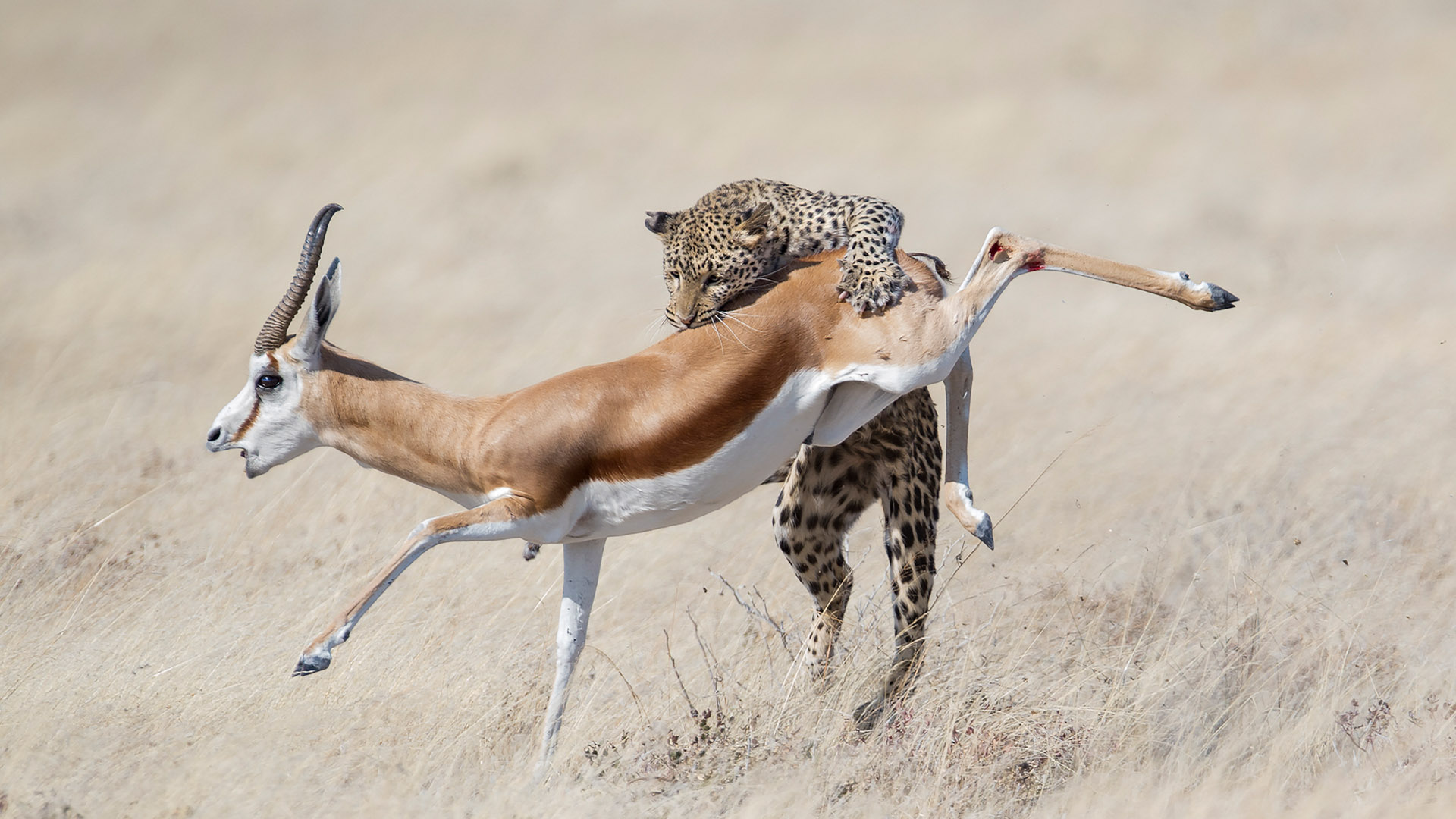 Remembering Leopards | An Inspiring Conservation Journey | Safari Culture